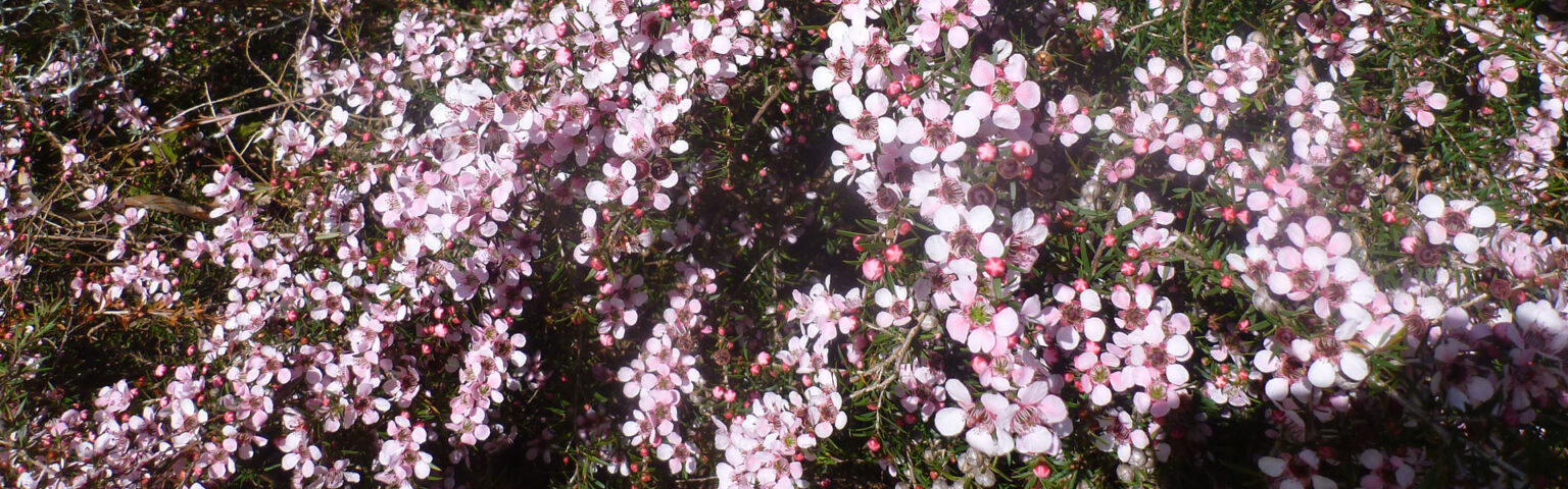 ground.carosel - ABC Gardening Australia magazine