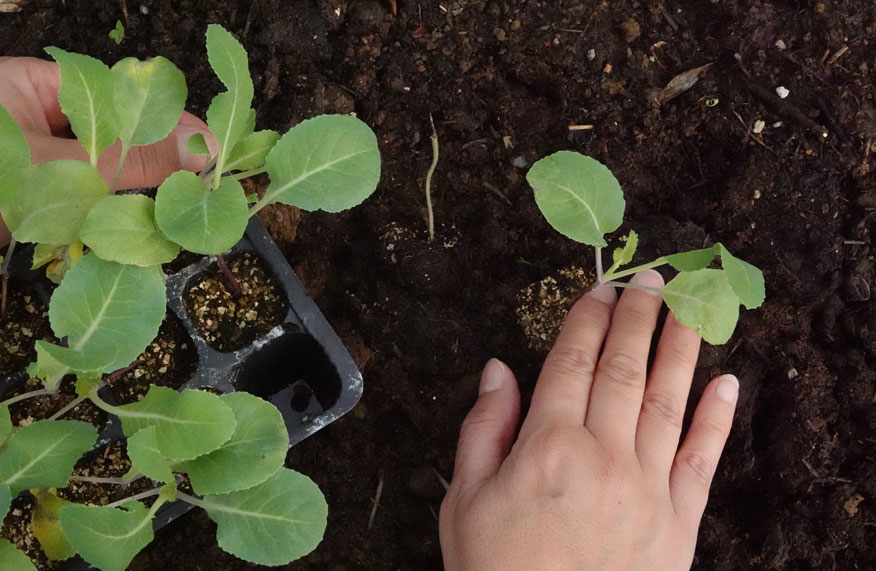 Top crops? Start now - ABC Gardening Australia magazine